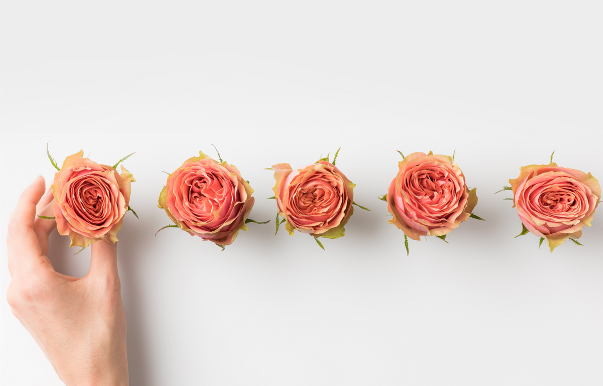 Rose Skin Care Products - Skin & Hair Benefits | Blog Post | Dr Pod